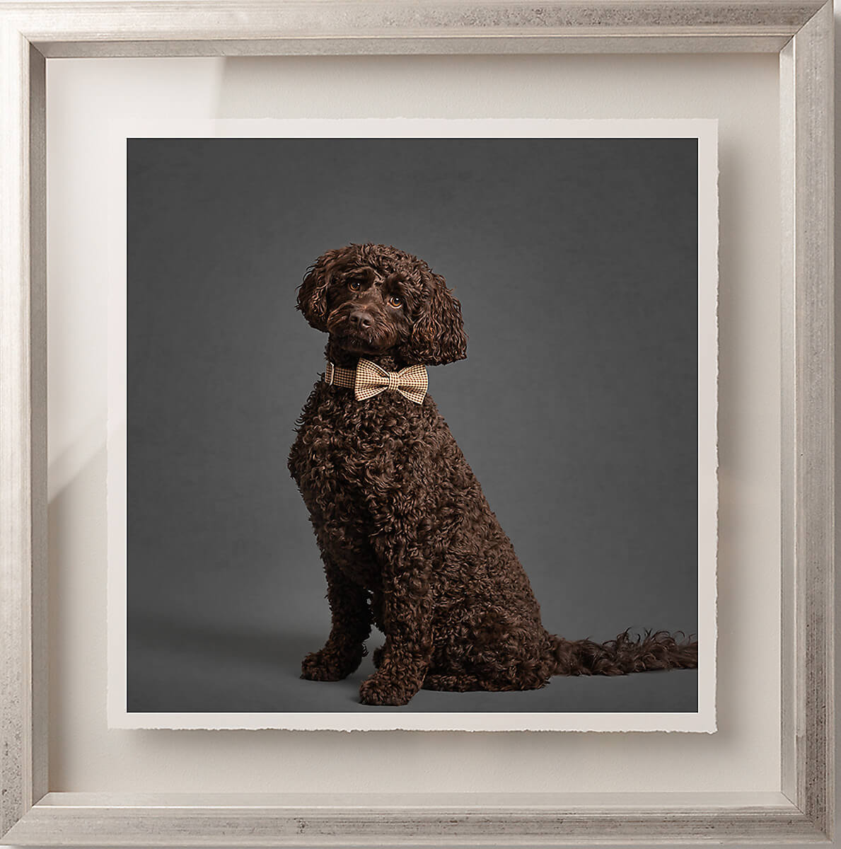 Labradoodle studio portrait - Life in Focus Portraits